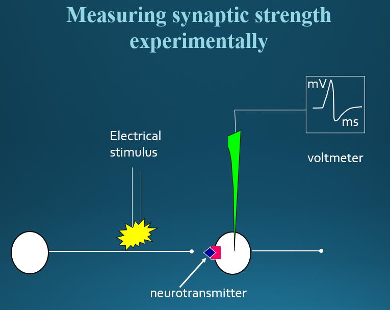 یادگیری، حافظه و انعطاف پذیری سیناپسی: اساس جایگاهی، سلولی و مولکولی ...