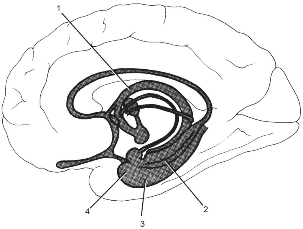 فصل ۹ نوروآناتومی بالینی اسنل؛ پرسش‌های مروری و مسائل بالینی فصل ...